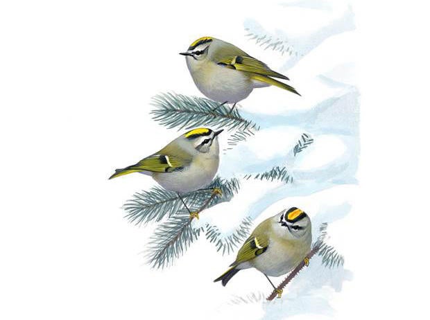 Book excerpt: David Allen Sibley's "What It's Like to Be a Bird" - CBS News