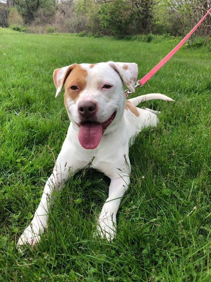 Furry Tails: Ewok, Maggie & Stella Are Waiting For Forever Homes - CBS ...
