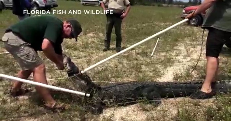 Florida Teen Hospitalized After Alligator Attack - CBS Miami