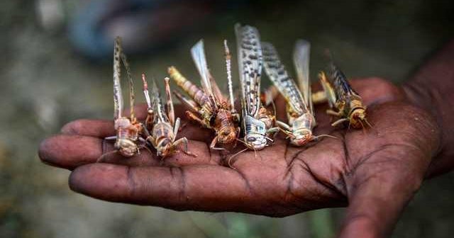 Plague of locusts threatens millions with famine in parts of Africa and ...