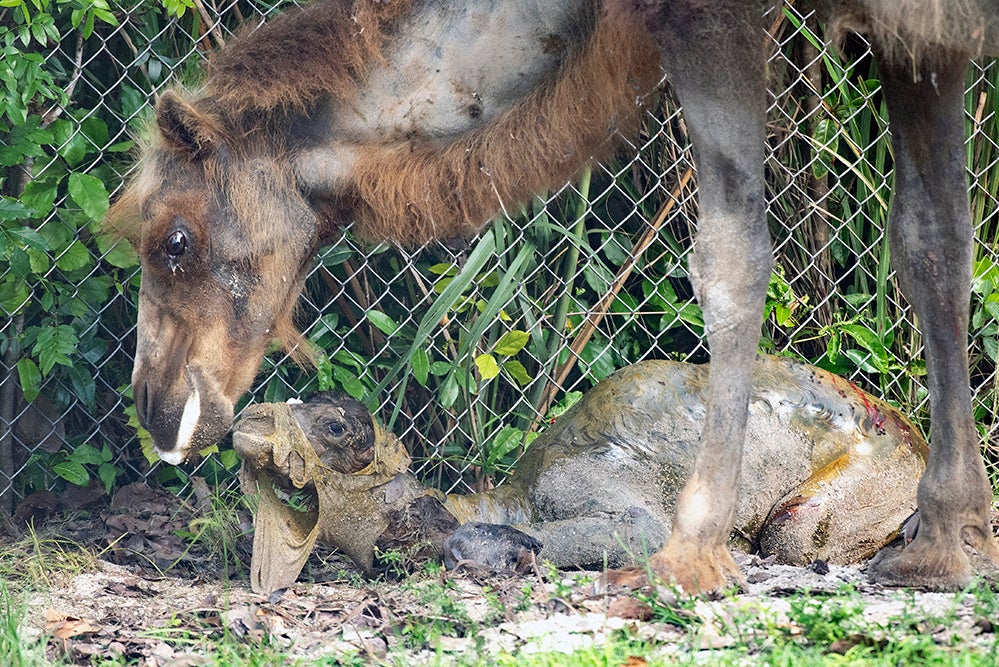 PIX: Birth Of An Endangered Bactrian Camel At Zoo Miami