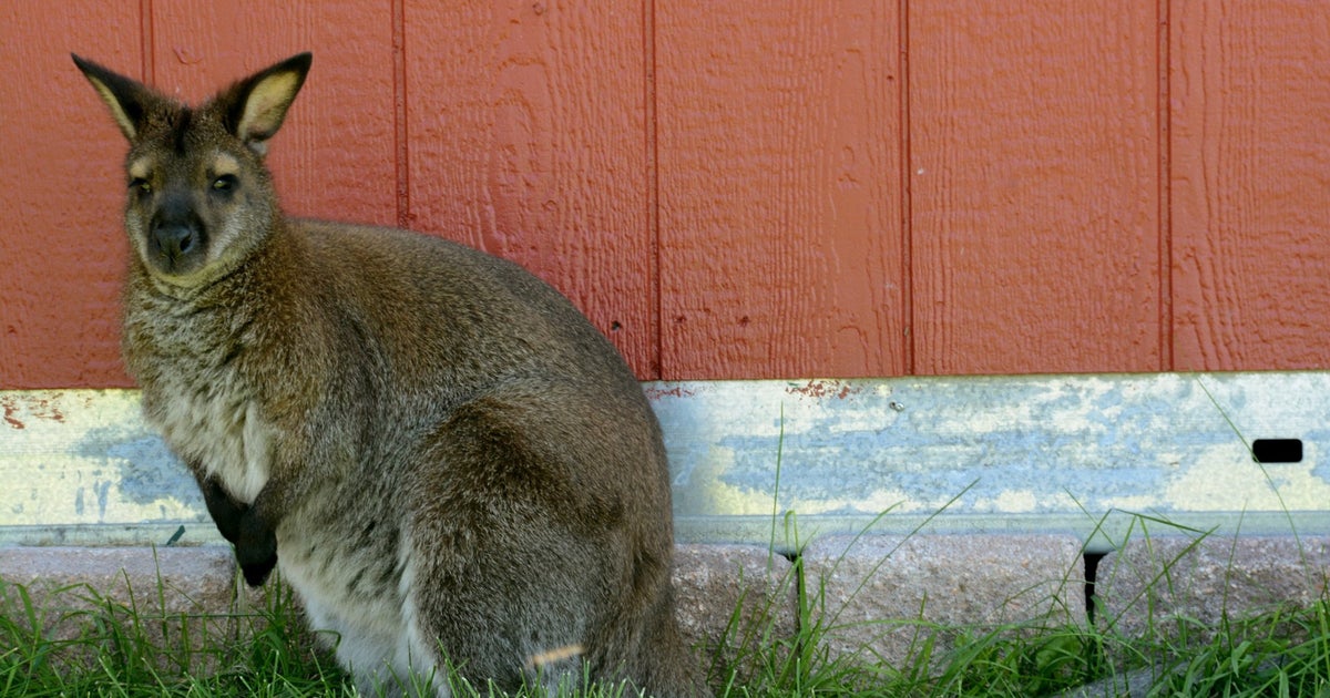 Zoology Foundation Looking For Escaped Wallaby Last Spotted In Aurora ...