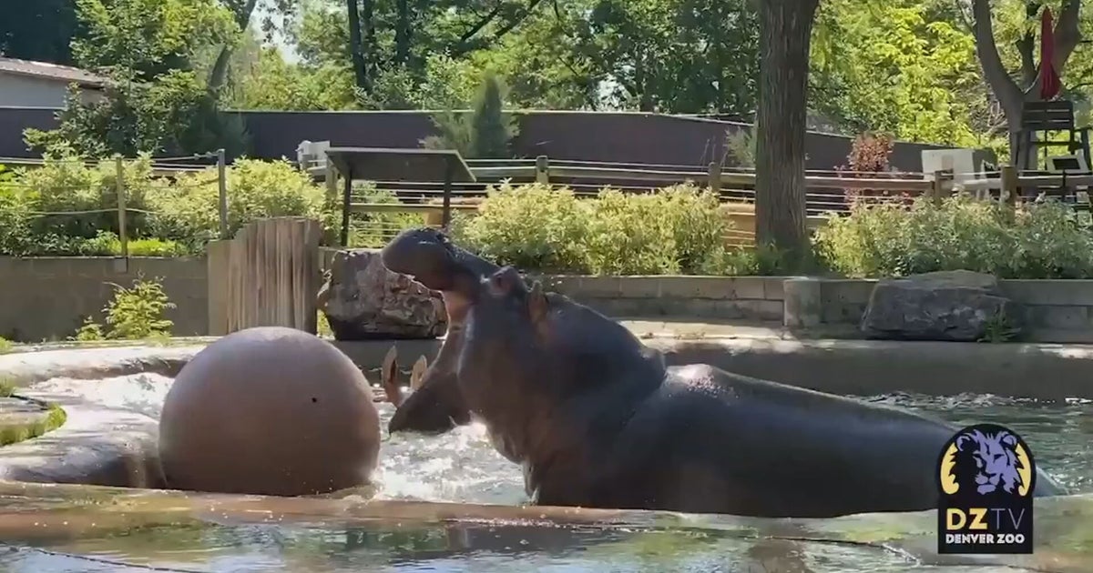 Nothing Says Fun Like A Hippo Splashing Around At The Denver Zoo - CBS ...