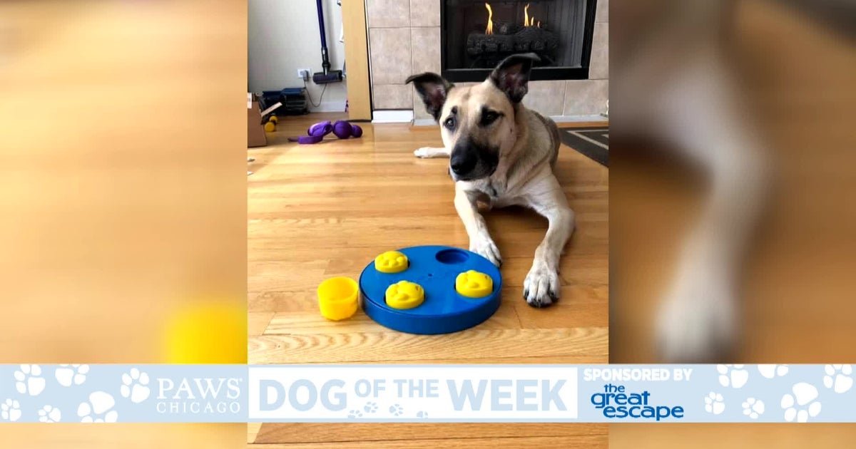 PAWS Dog Of The Week: Jay - CBS Chicago