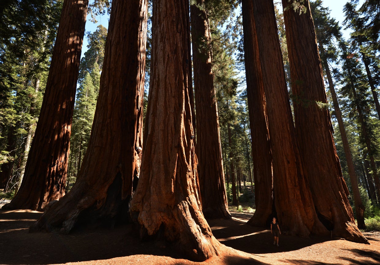 Sequoia National Park partially reopens after storm damage - CBS Sacramento