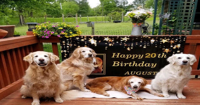 20-year-old dog named Augie believed to be oldest golden retriever ...