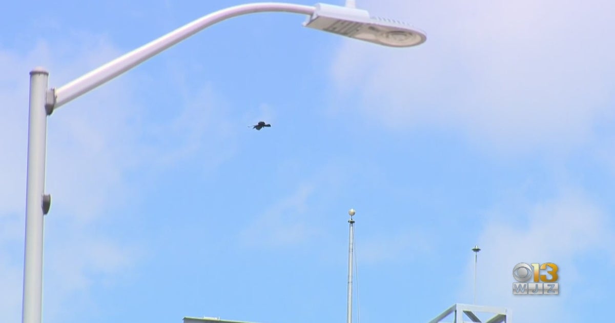 Baltimore Residents Spot Ravens Soaring Around M&T Bank Stadium - CBS ...