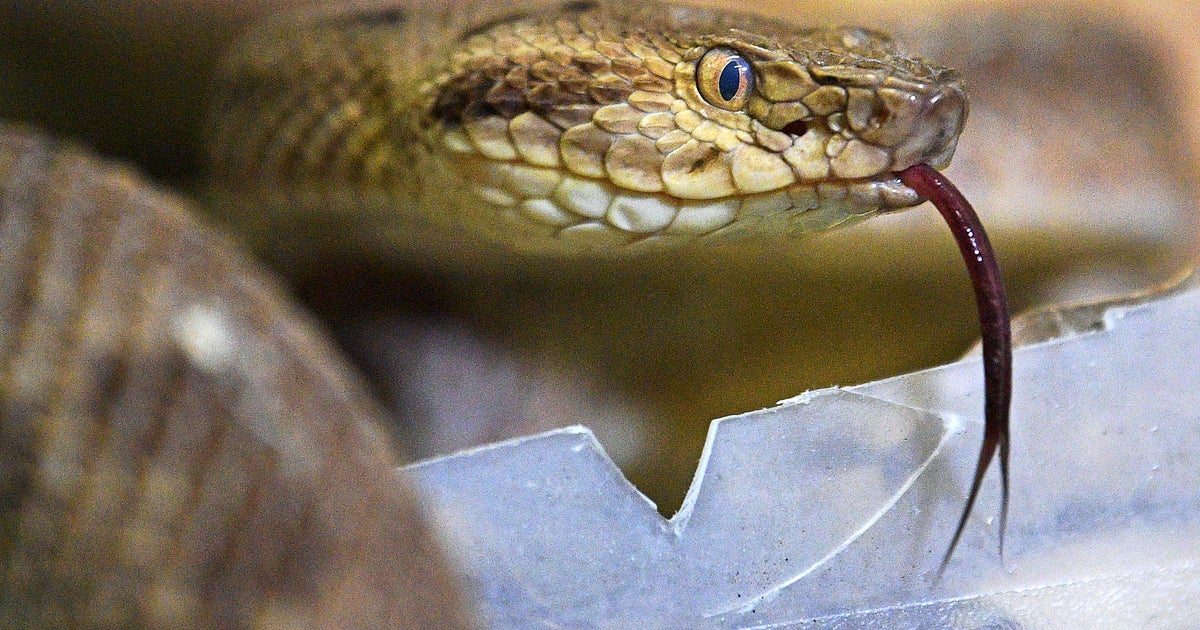 Flying Snakes? Here's How They Can Glide Through The Air - CBS Baltimore