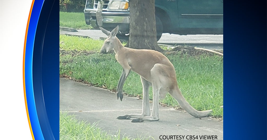 Runaway Kangaroo Captured By Police In Fort Lauderdale - CBS Miami