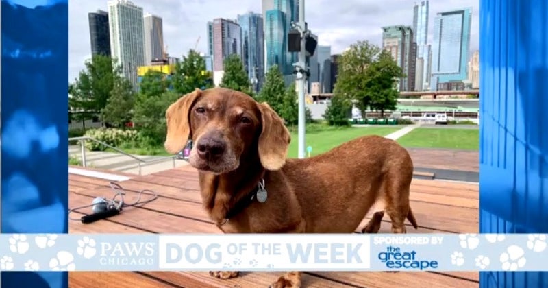 PAWS Dog Of The Week: Marisol - CBS Chicago