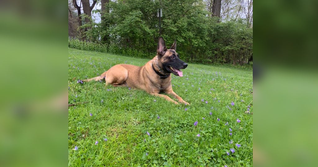 Homer City K9 'Thor' Helps Apprehend State Police Top 5 Fugitive - CBS ...
