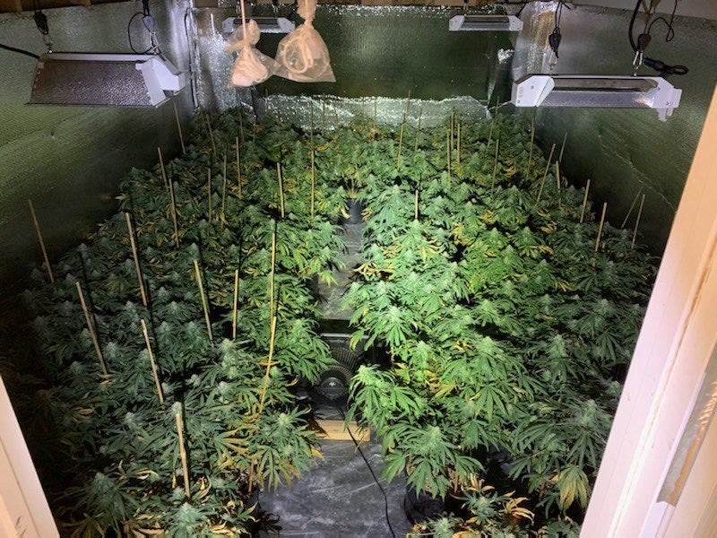 Nearly 850 Pot Plants, 50 Pounds Of Processed Cannabis Eradicated At ...