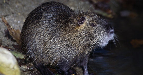 Bill That Allows California To Apply For Swamp Rat-Eradication Funding ...