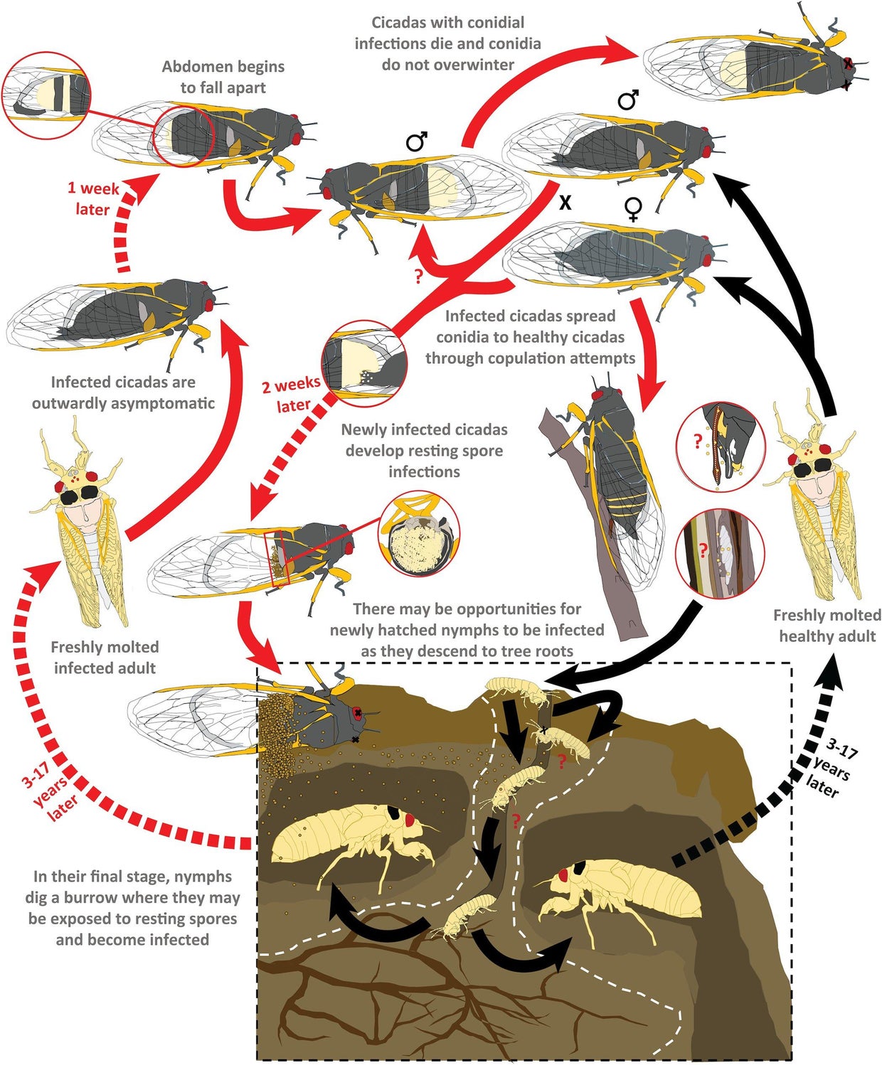 "Zombie cicadas" infected with mind-controlling fungus return to West ...