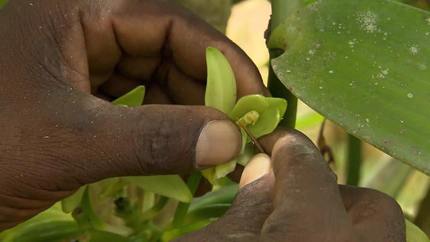 The flavorful story of vanilla - CBS News