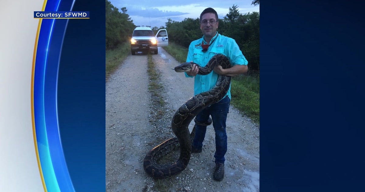 Florida Marks Milestone With 5,000 Invasive Burmese Pythons Removed ...