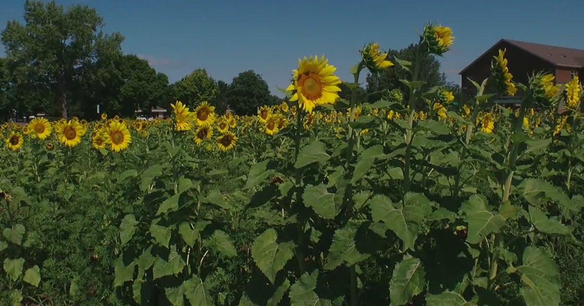 Honorary Sunflower Fields Planted Across North Metro Are Coming Alive ...