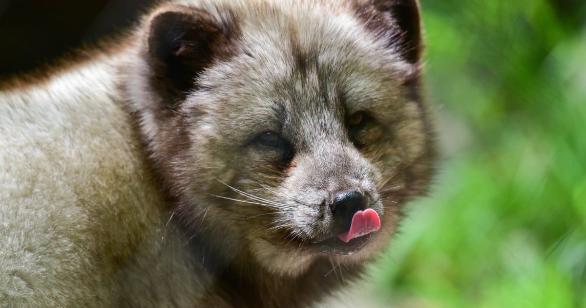 Maryland Zoo's 5-Year-Old Arctic Fox Timber Dies Suddenly - CBS Baltimore
