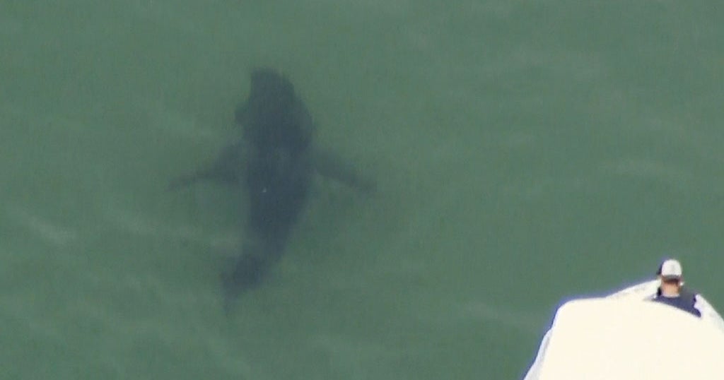 Sharks Spotted At 5 Cape Cod Beaches - CBS Boston