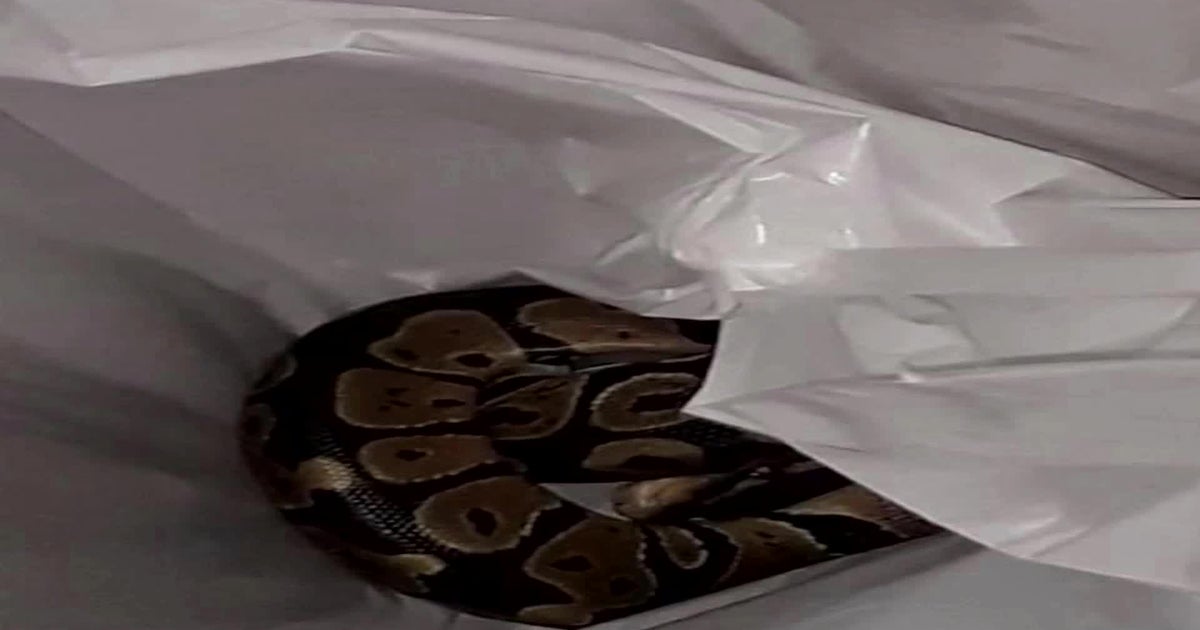 'I Was Really Freaked Out', Florida Woman Found Slithery Surprise In ...