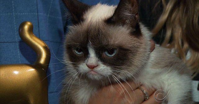 Grumpy Cat, meet Lil Bub; Lil Bub, meet Grumpy Cat - CBS News