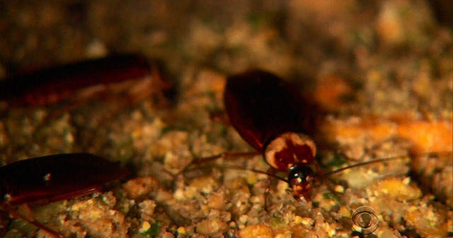 Inside China's cockroach farming boom - CBS News