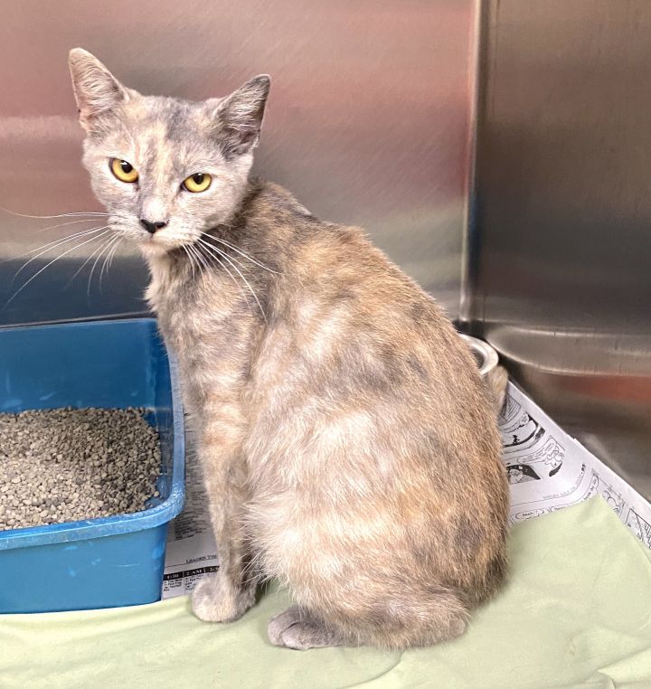 Furry Tails: Justice & Gypsy Are Waiting For Forever Homes - CBS Pittsburgh