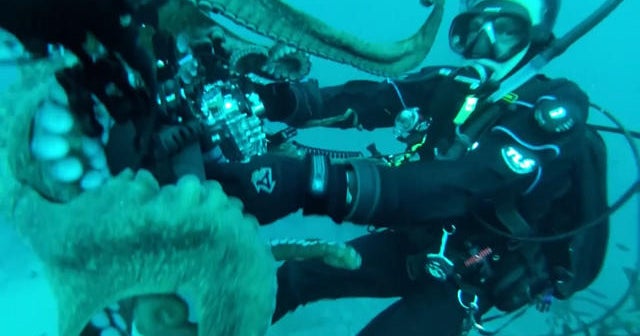Watch: Giant octopus grabs diver’s camera - CBS News