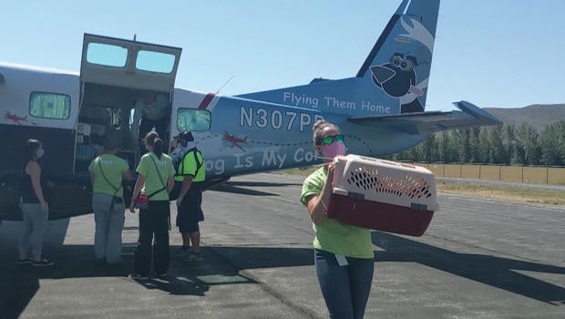 Flying dogs to their forever homes - CBS News