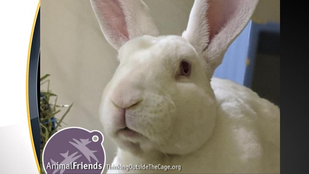 Furry Tails: Pets Waiting For Forever Homes - CBS Pittsburgh