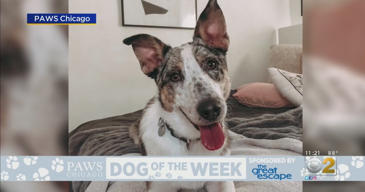 PAWS Dog Of The Week: Blakely - CBS Chicago
