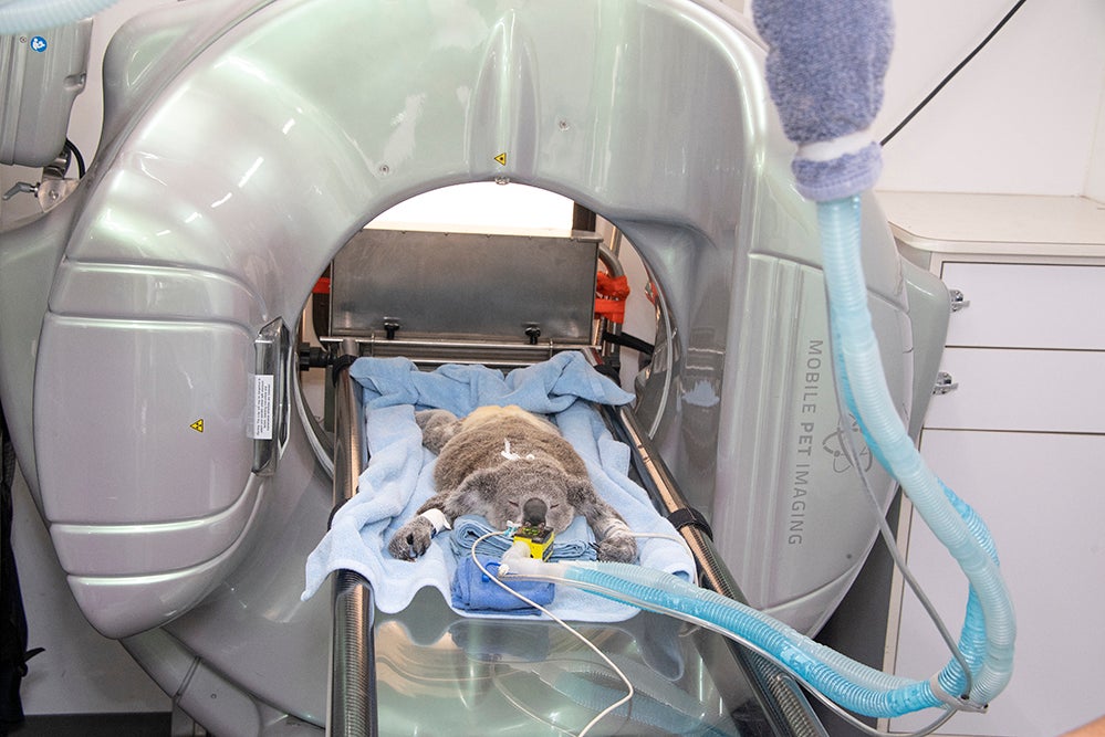 PIX: Zoo Miami Aardvark, Koala Get CT Scans