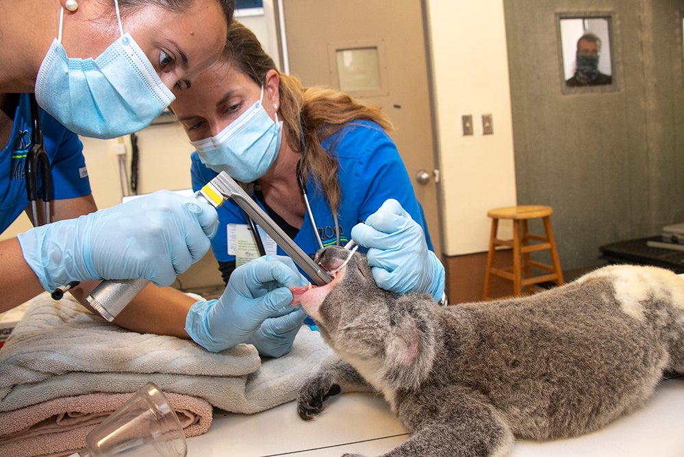 PIX: Zoo Miami Aardvark, Koala Get CT Scans