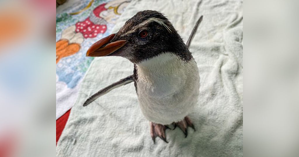 Endangered 'Pierre The Penguin' Loves To Watch A Show About Penguins ...
