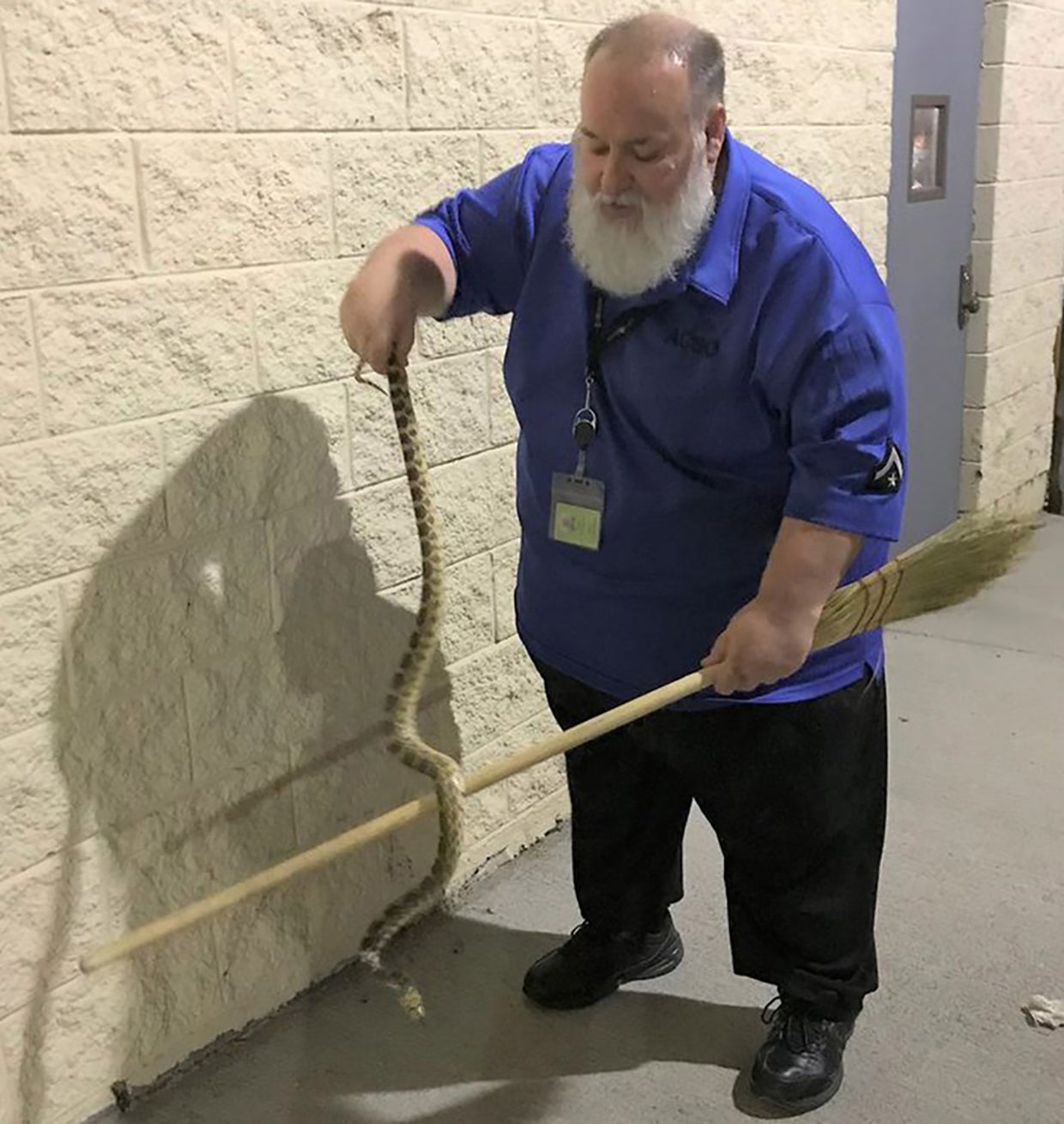 Intruder Alert: Bullsnake 'Breaks Into First Level Of Security' At ...