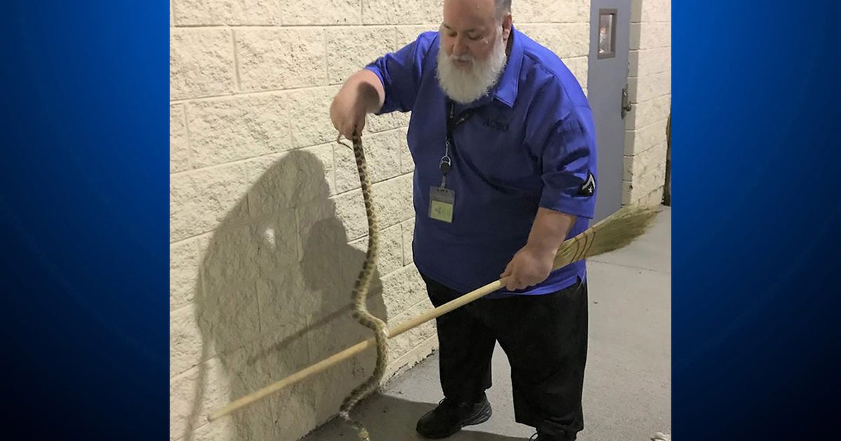 Intruder Alert: Bullsnake 'Breaks Into First Level Of Security' At ...