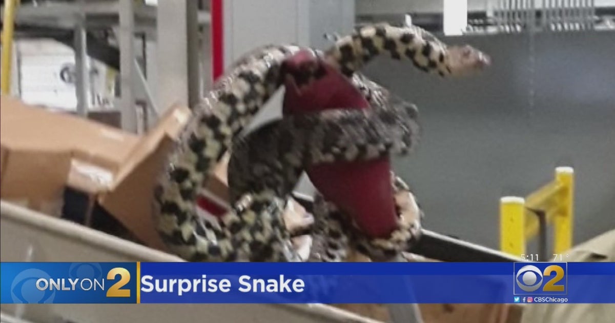 FedEx Workers Surprised By Snake Sliding Around Boxes - CBS Chicago