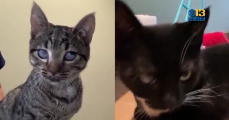 Kittens Tabitha And Tango Are Looking To Be Adopted From The MDSPCA ...