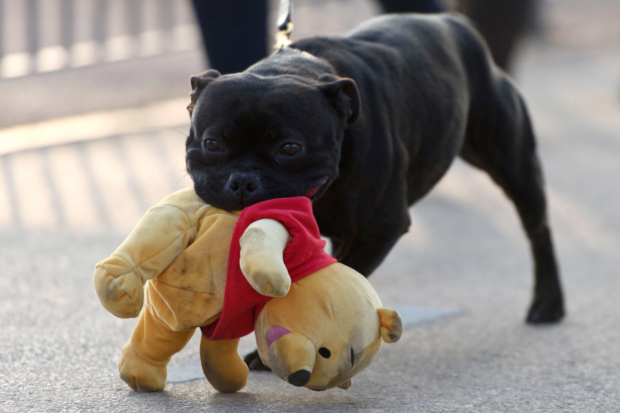 The most popular dog breeds in America
