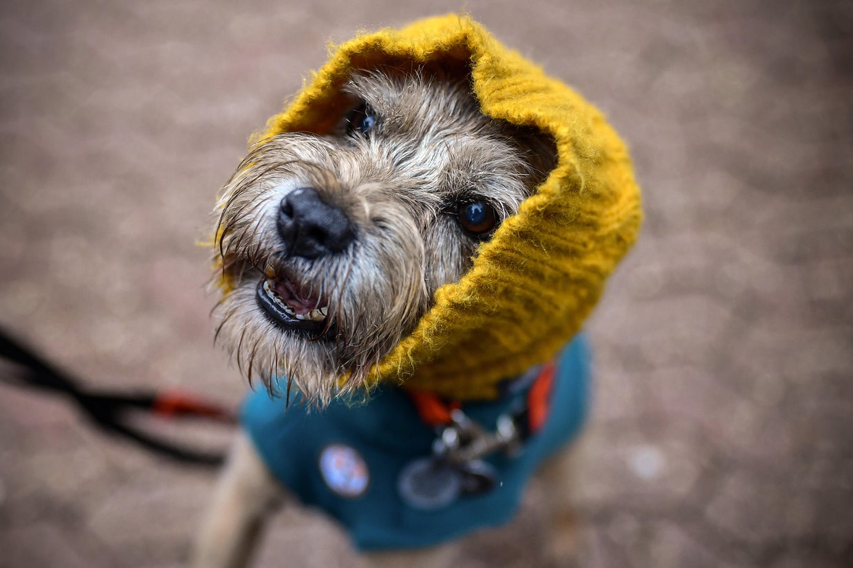 The most popular dog breeds in America