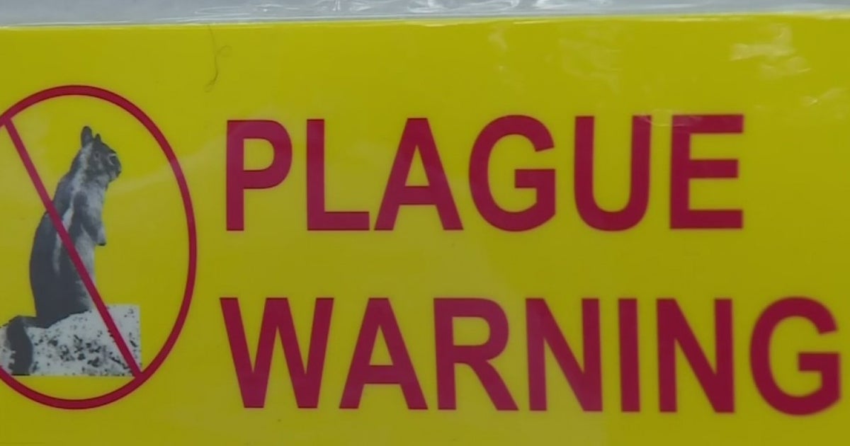 Bubonic Plague Warning Signs Posted At Popular Lake Tahoe Location ...