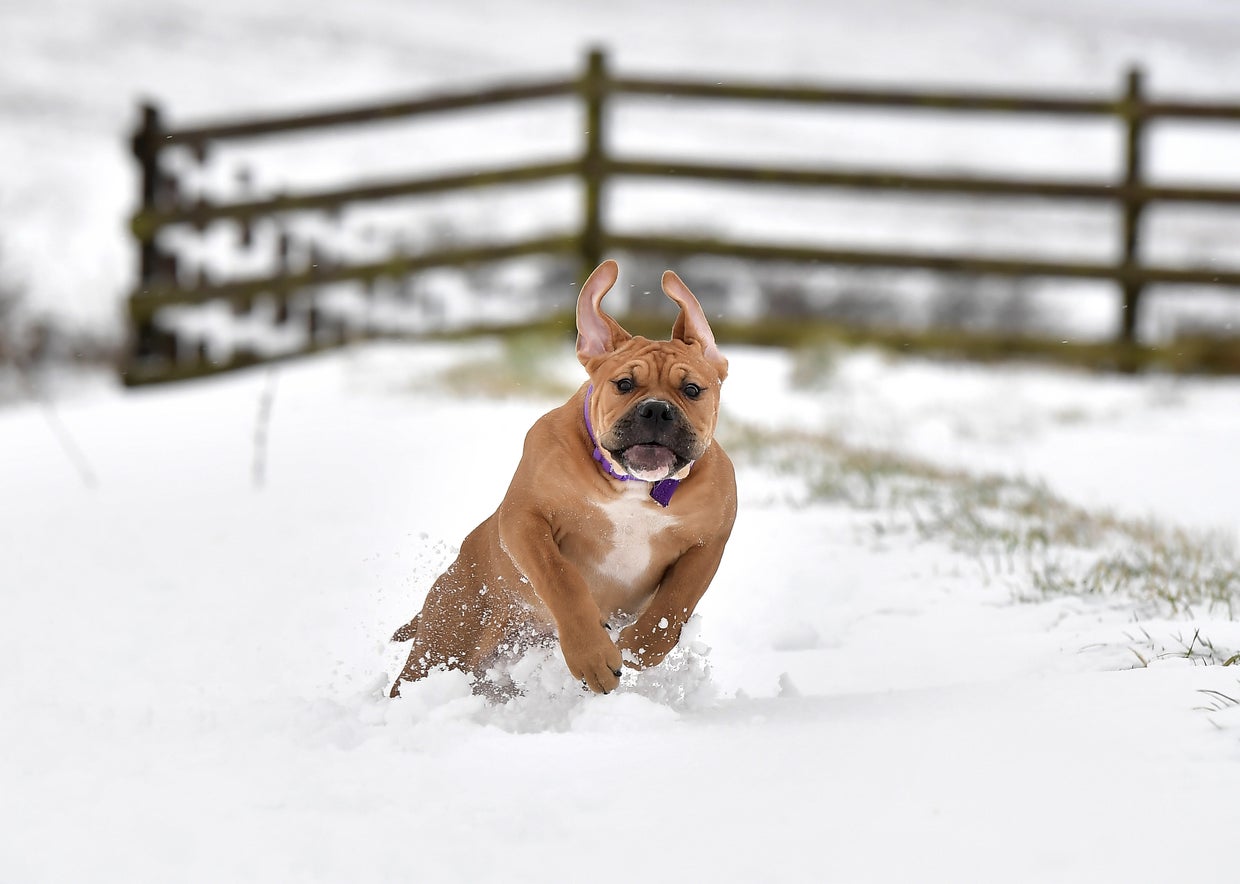 The most popular dog breeds in America