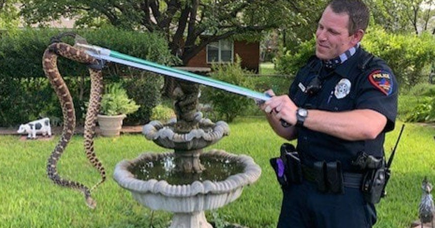 Haltom City Police Officer Wrangles Texas-Sized Snake Out Of 93-Year ...