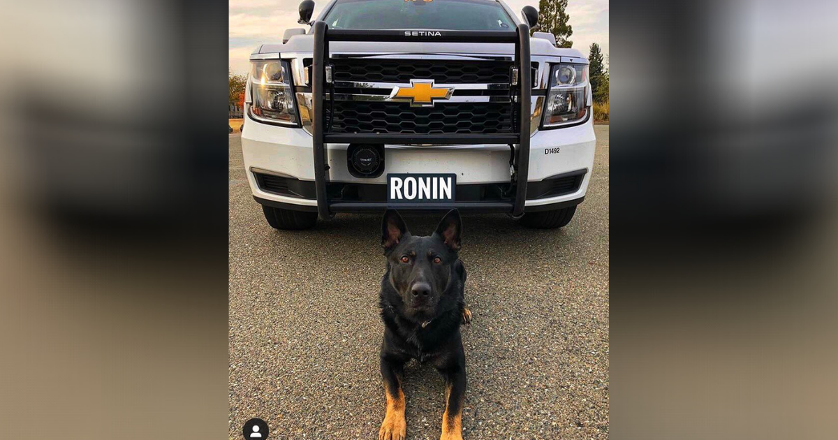 3 Arrested After High Speed Chase And Crash In Auburn K9 Officer