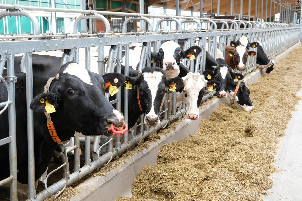 Animal populations worldwide have declined nearly 70% in just 50 years ...