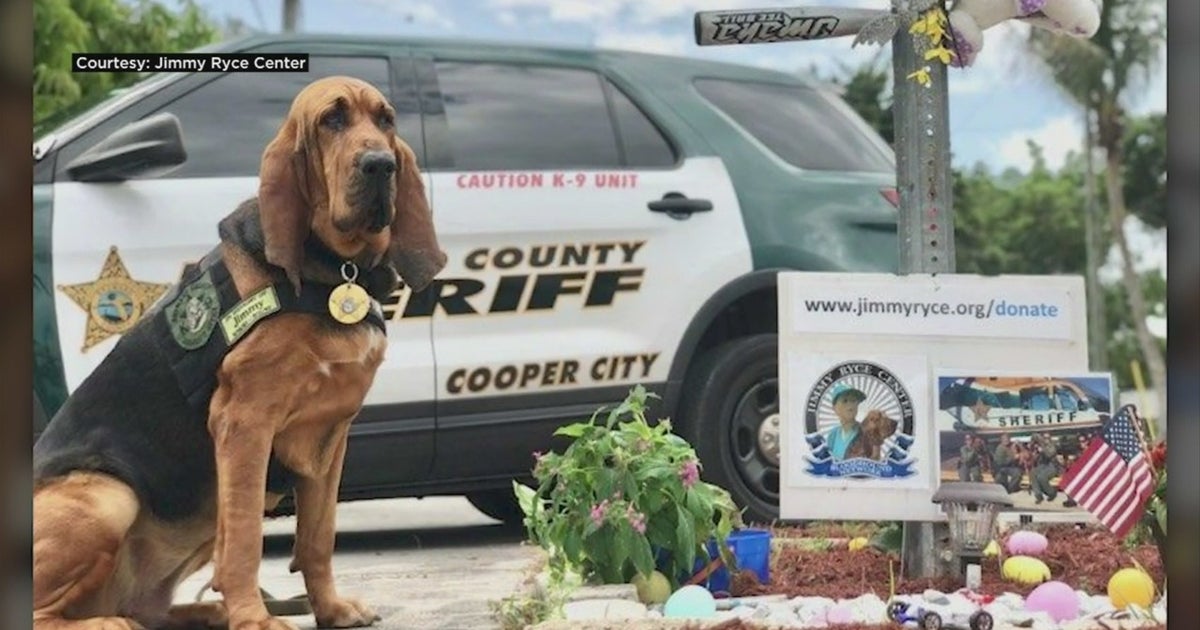 Miami Proud: Jimmy Ryce Center Provides Bloodhounds To Law Enforcement ...