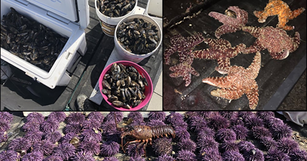 45 Charged With Poaching, Overharvesting Mussels, Turban Snails, Sea ...