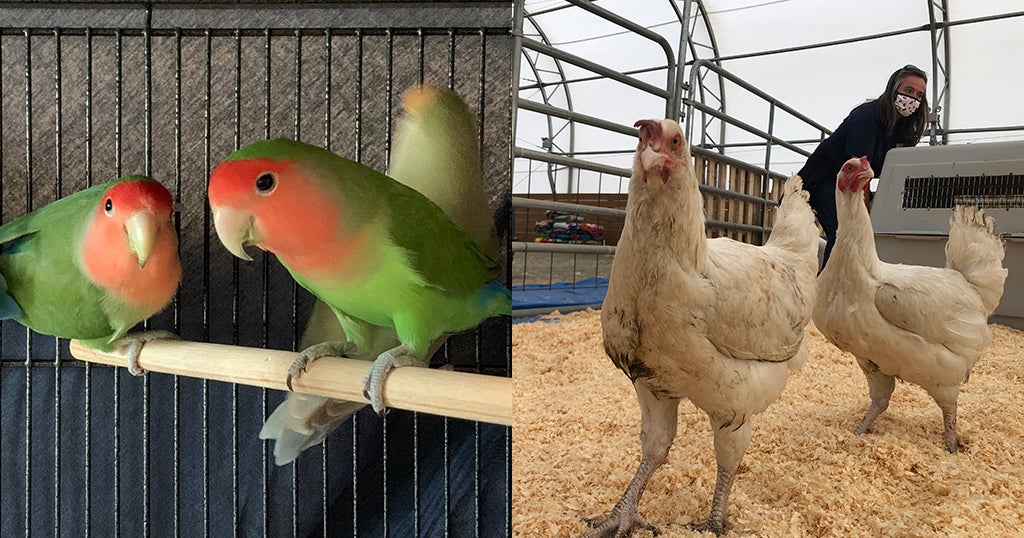 MSPCA 'Overwhelmed' With Birds After Large Back-To-Back Surrenders ...