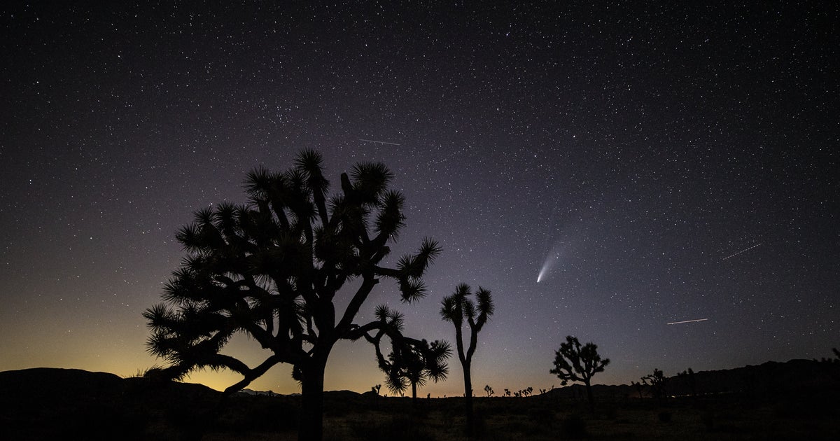 California Accepts Petition To Protect Western Joshua Tree - CBS Sacramento