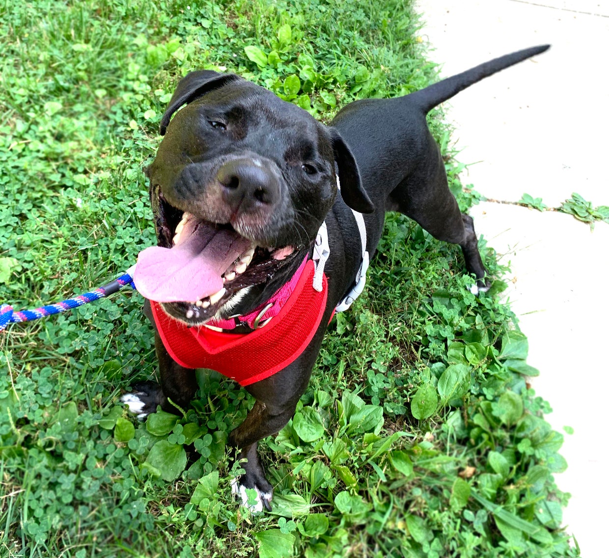 Max Powers Is Up For Adoption At The MDSPCA CBS Baltimore Max Powers Is Up For Adoption At The MDSPCA CBS Baltimore